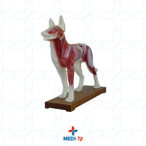 Dog Acupuncture Model מודל כלב | קל-Medi